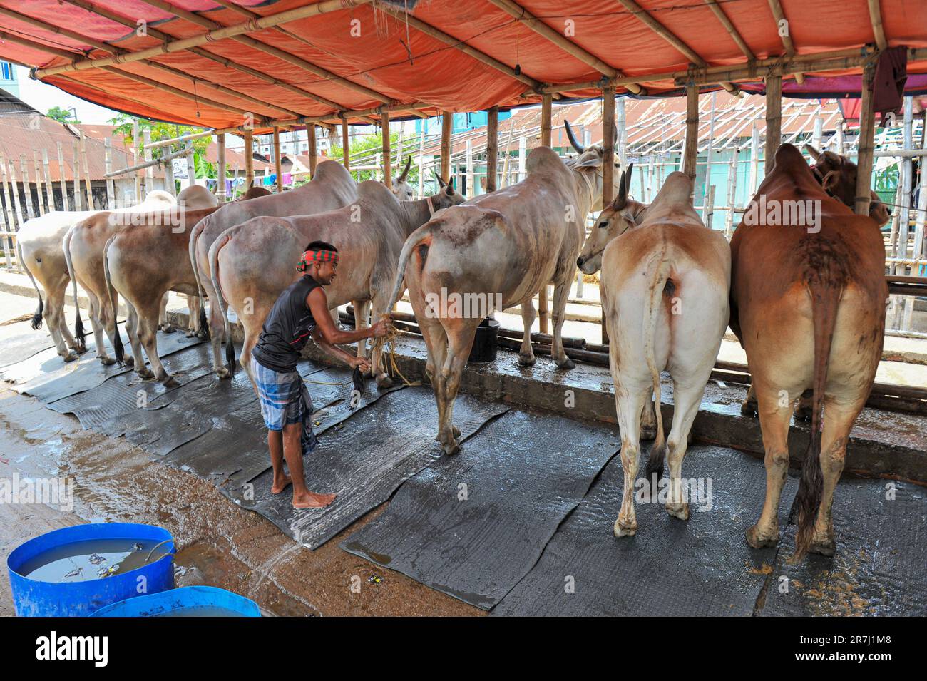 A trader bathes his cow at the Kazir Bazar market. Livestock from ...