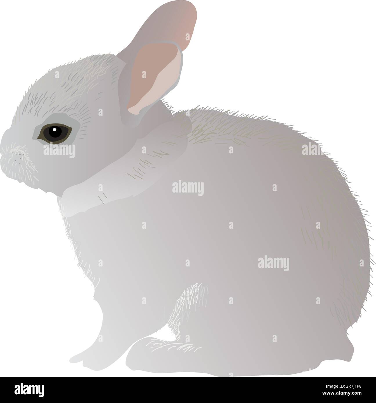 little gray furry funny cute pretty rabbit Stock Vector Image & Art - Alamy