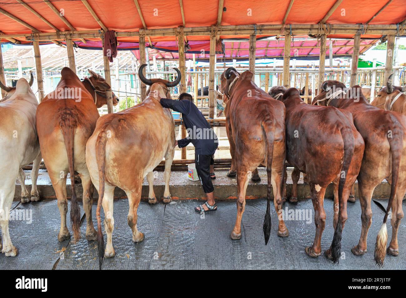 Bathing goats hi-res stock photography and images - Alamy