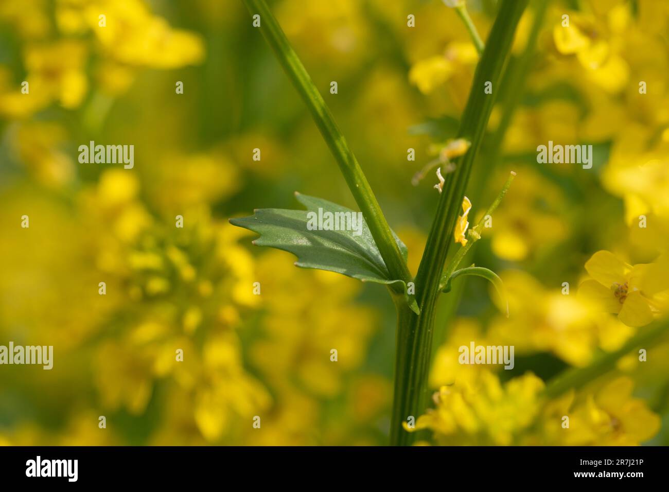 Watercress field hi-res stock photography and images - Alamy