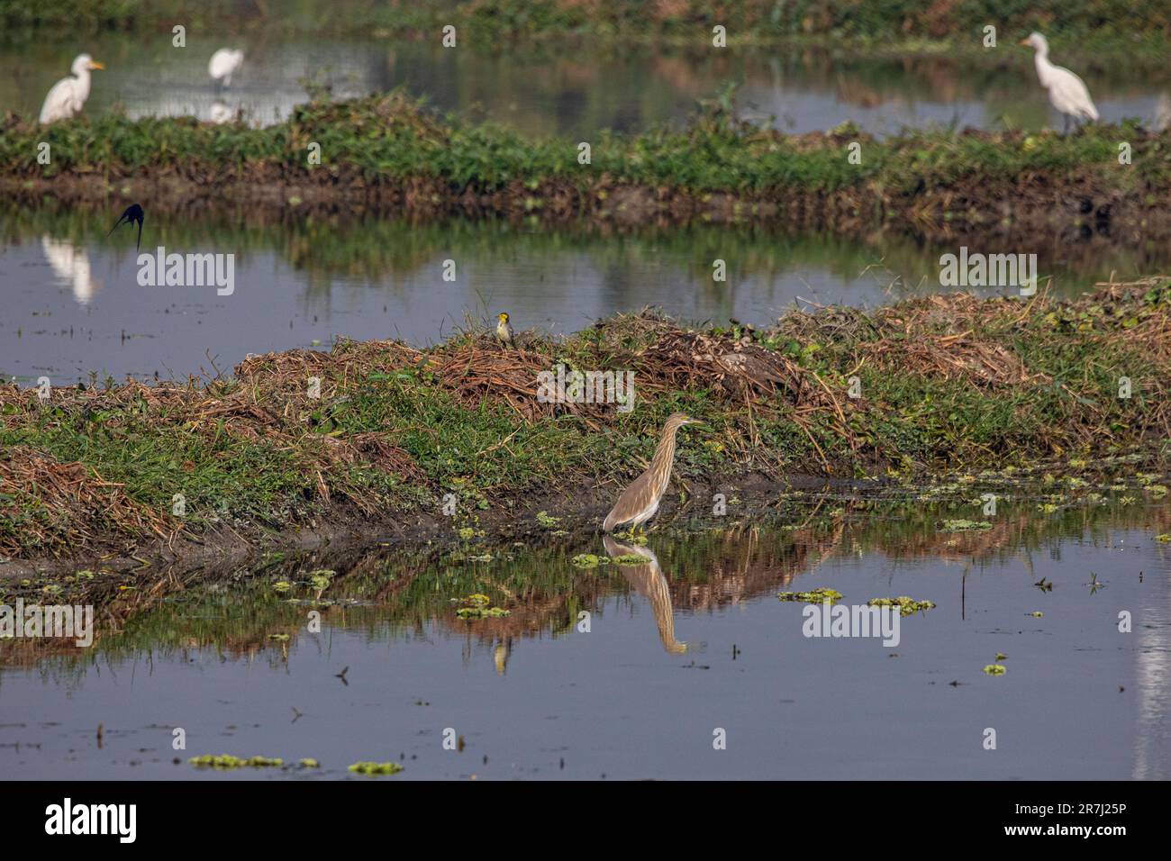 Indian Pond Heron and Little Egret perching at marsh in Sirajdikhan ...
