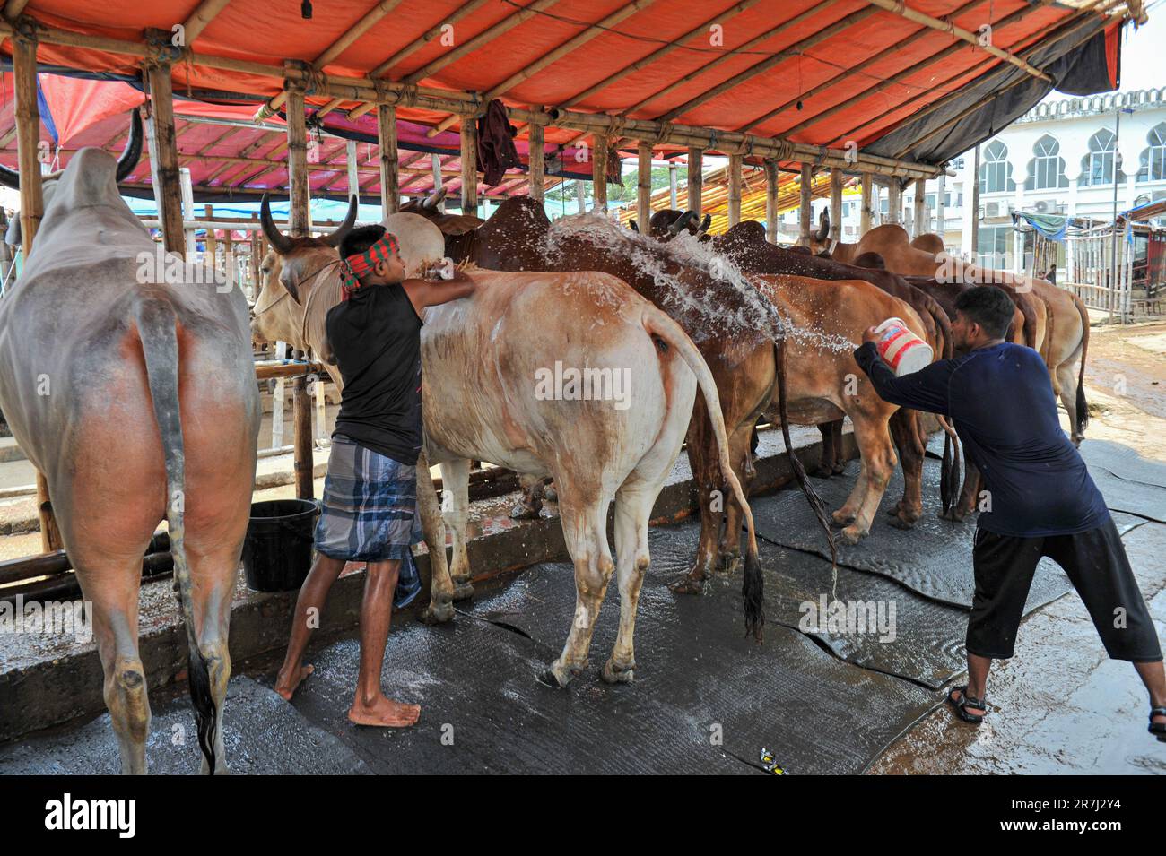 A trader bathes his cow at the Kazir Bazar market. Livestock from ...