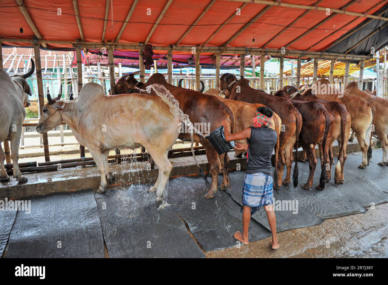 A trader bathes his cow at the Kazir Bazar market. Livestock from ...