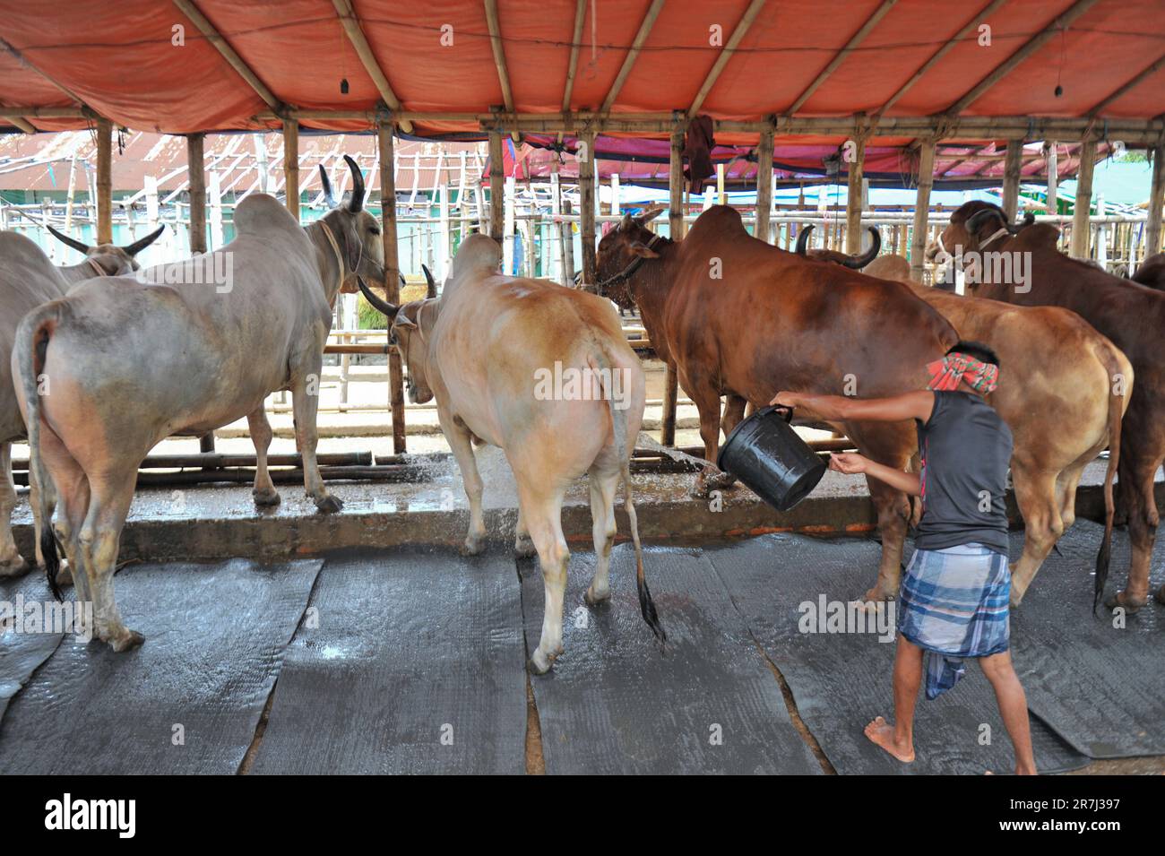 A trader bathes his cow at the Kazir Bazar market. Livestock from ...