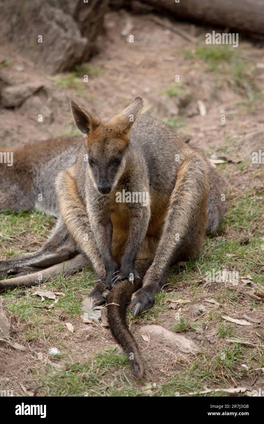 The swamp wallaby has dark brown fur, often with lighter rusty patches ...