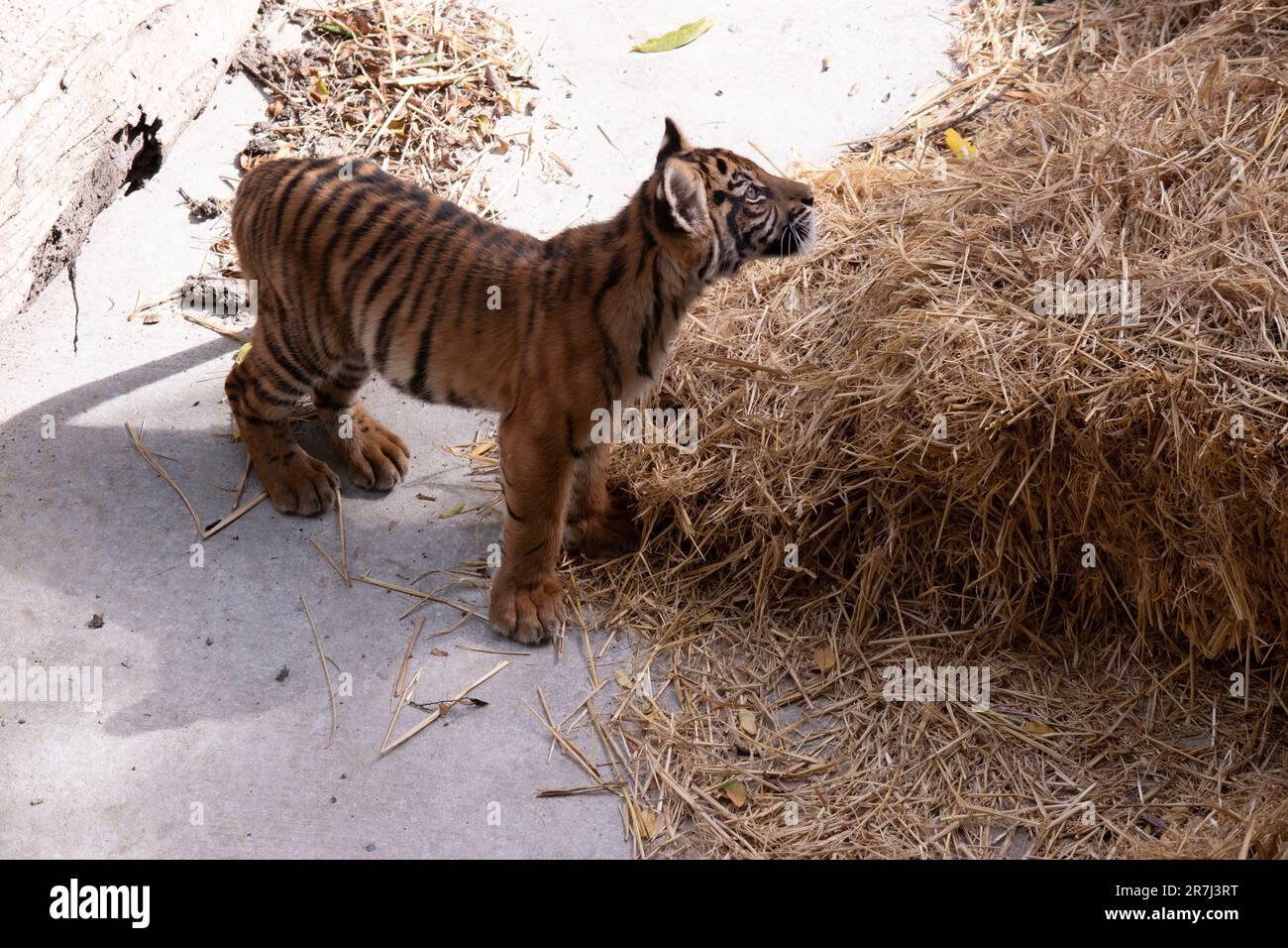 Tiger cub eat hi-res stock photography and images - Alamy