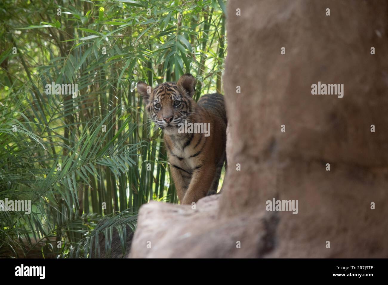 Tiger cub eat hi-res stock photography and images - Alamy