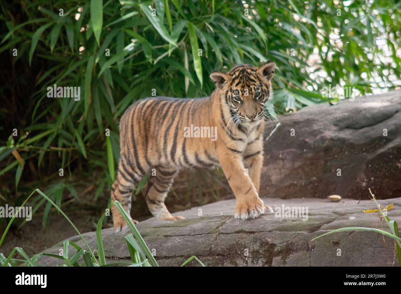Tiger cubs are born small, blind, and weak. They're born with all their ...