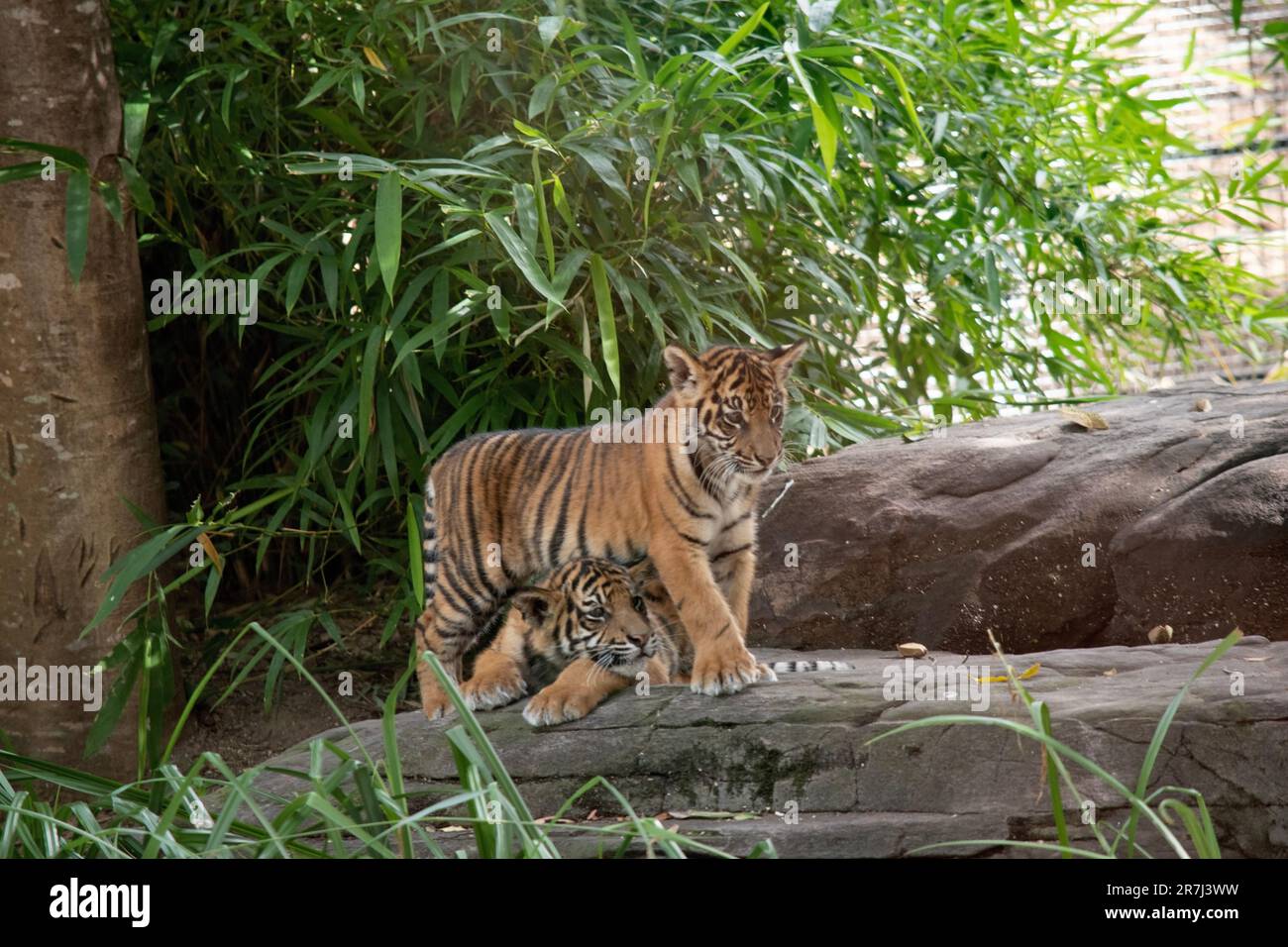 Tiger cubs are born small, blind, and weak. They're born with all their ...