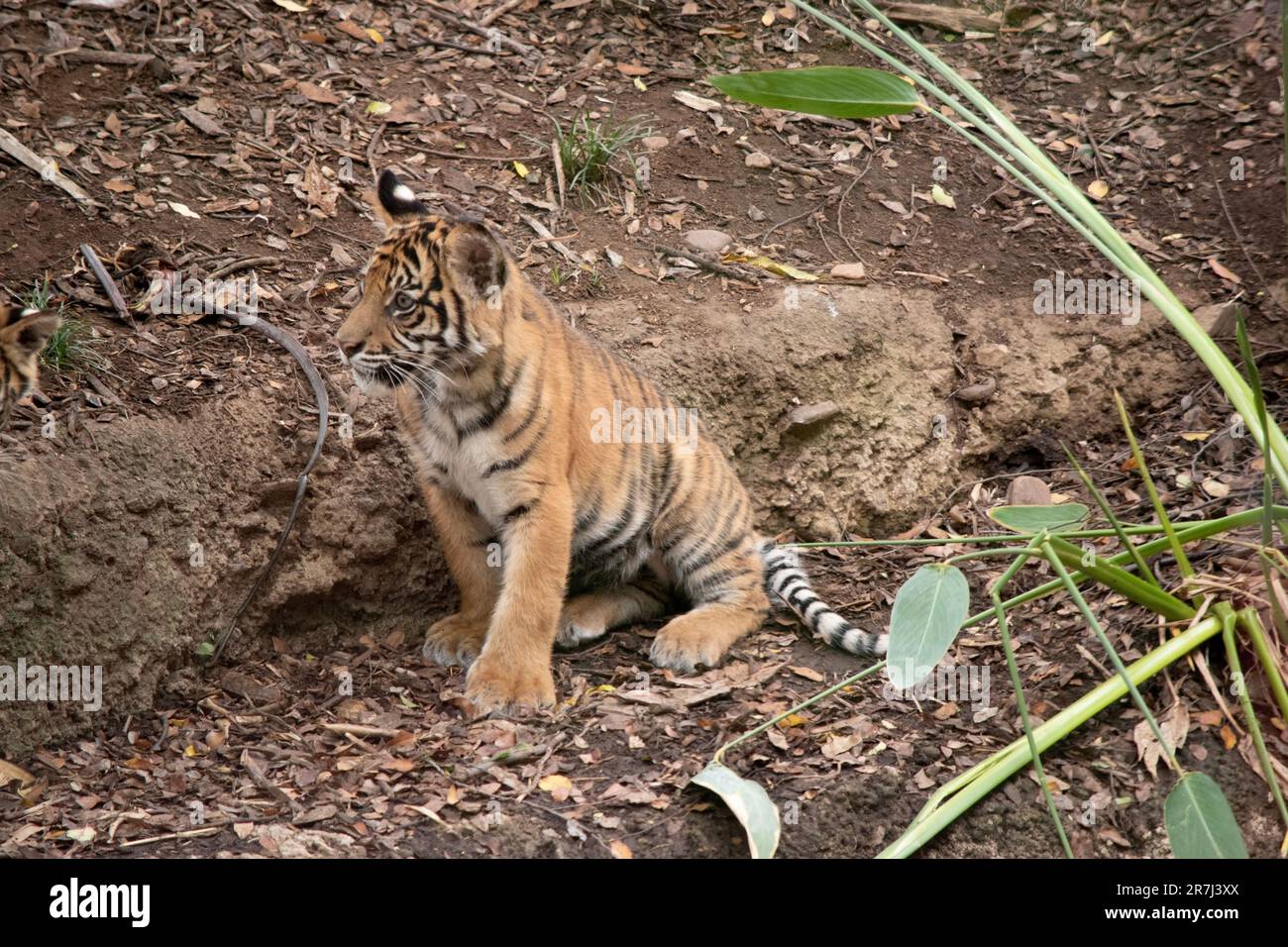 Tiger cub eat hi-res stock photography and images - Alamy