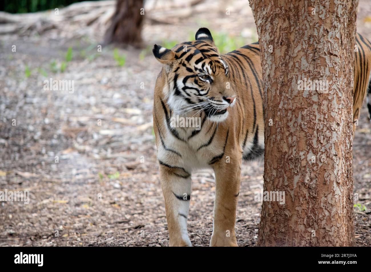 the tiger is next to a tree Stock Photo - Alamy