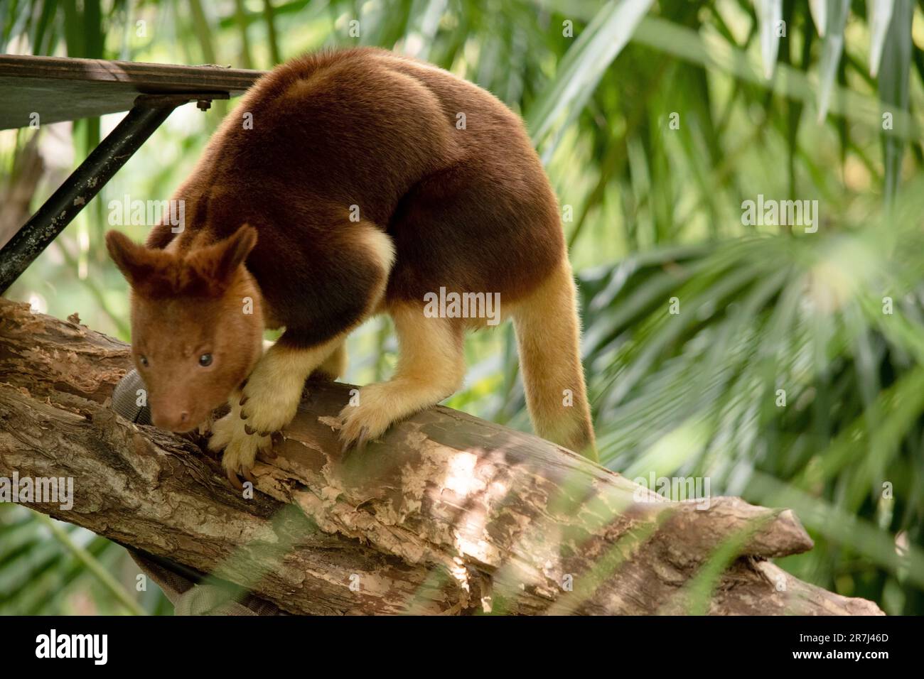 the tree kangaroo is the only kangaroo that can climb trees. It looks ...