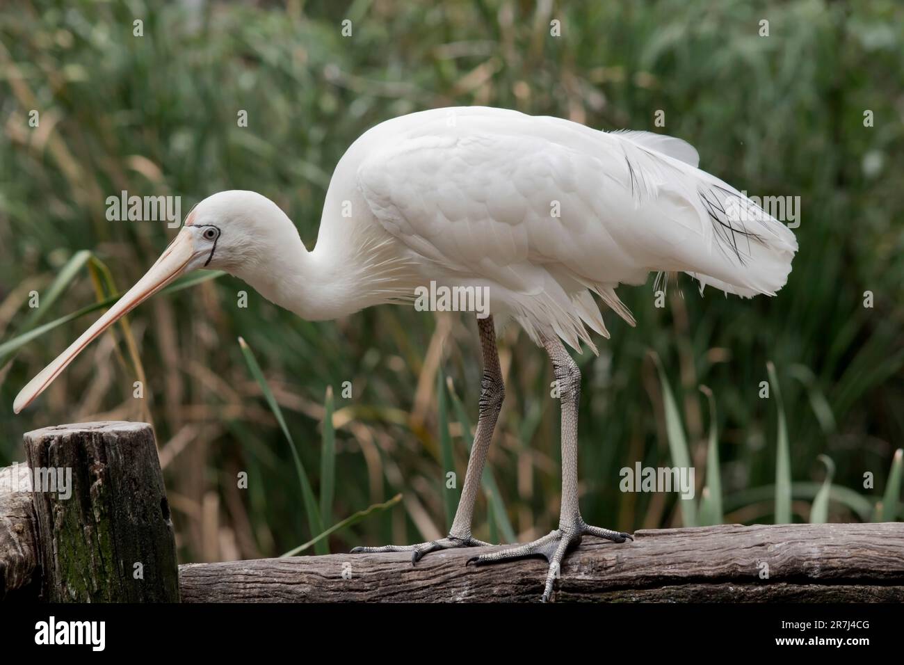 The yellow spoonbill is a large white sea bird with a cream bill that ...