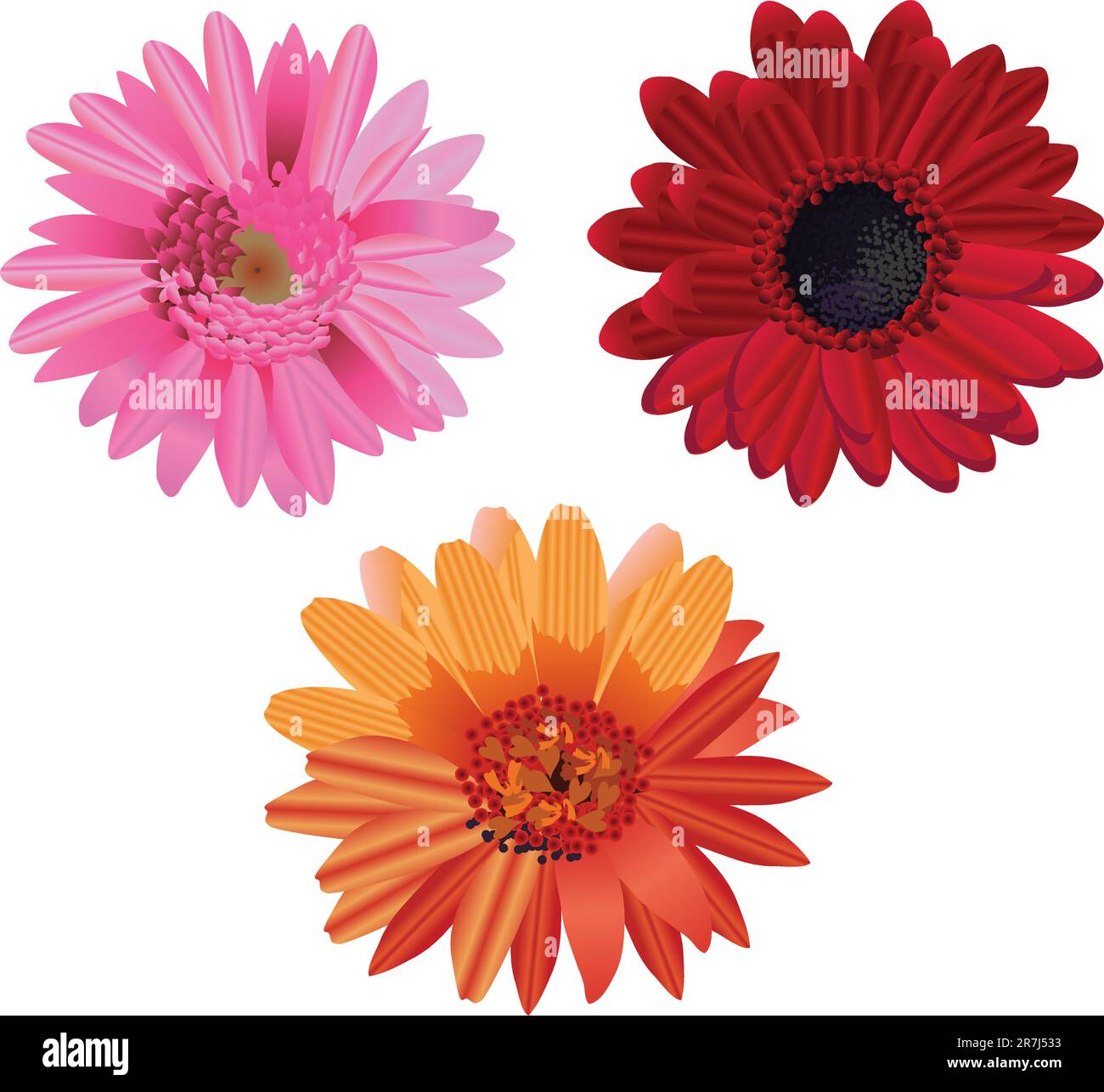 Isolated daisy collection set - rose, red and orange Stock Vector Image ...