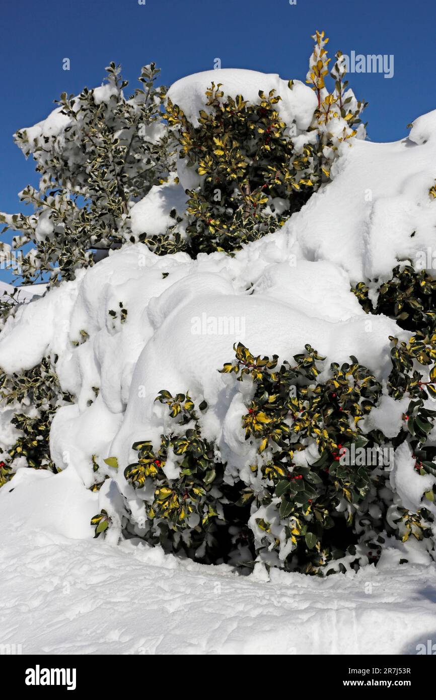 HOLLY BUSH covered in snow, UK Stock Photo - Alamy