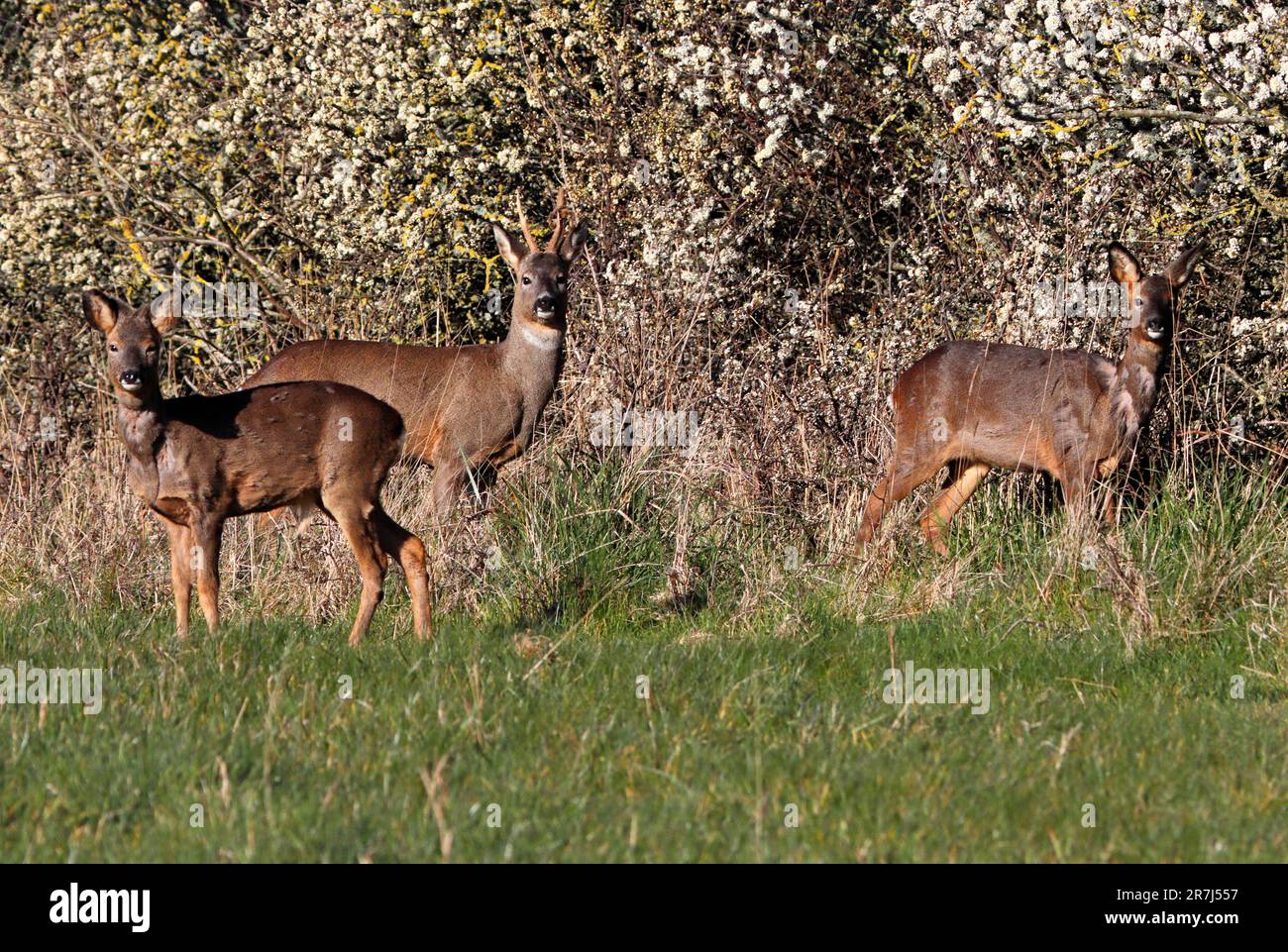 ROE DEER (Capreolus capreolus) buck, doe and young buck foraging ...