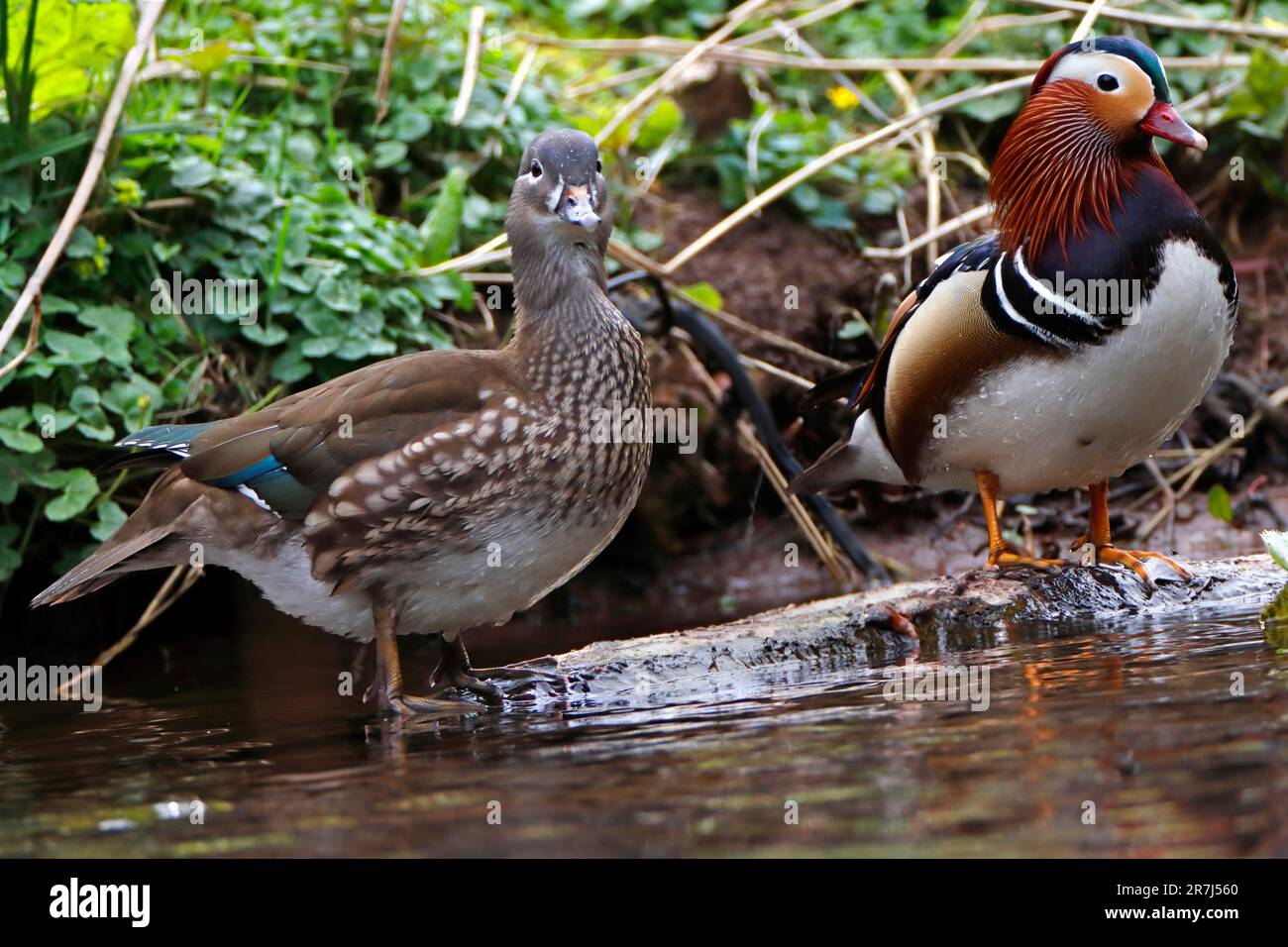 Mandarin Duck Male Vs Female at Eric Meza blog