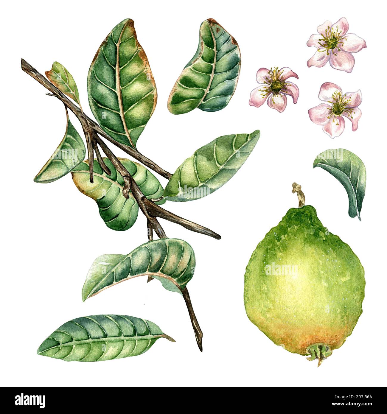 Set with branch of tree and single guava fruit watercolor illustration ...