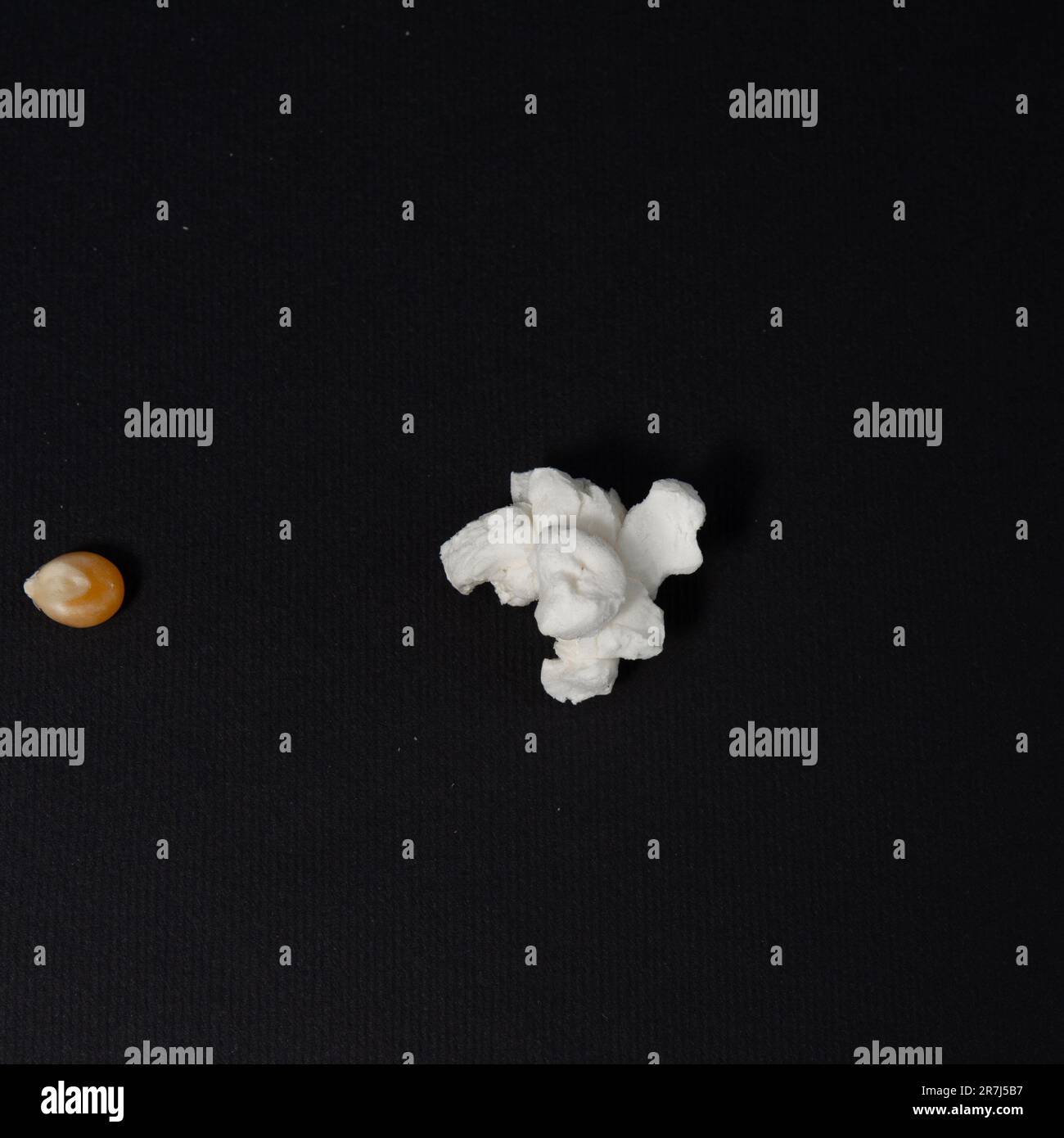One grain of corn and one popcorn on black background, copy space and ...