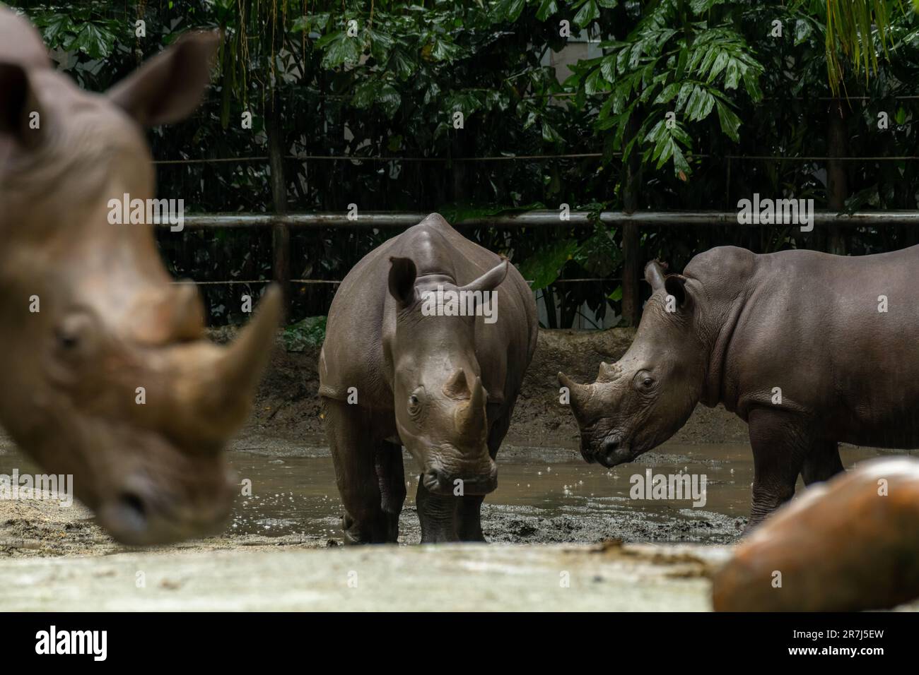 A closeup shot of a baby white rhinoceros or square-lipped rhino ...