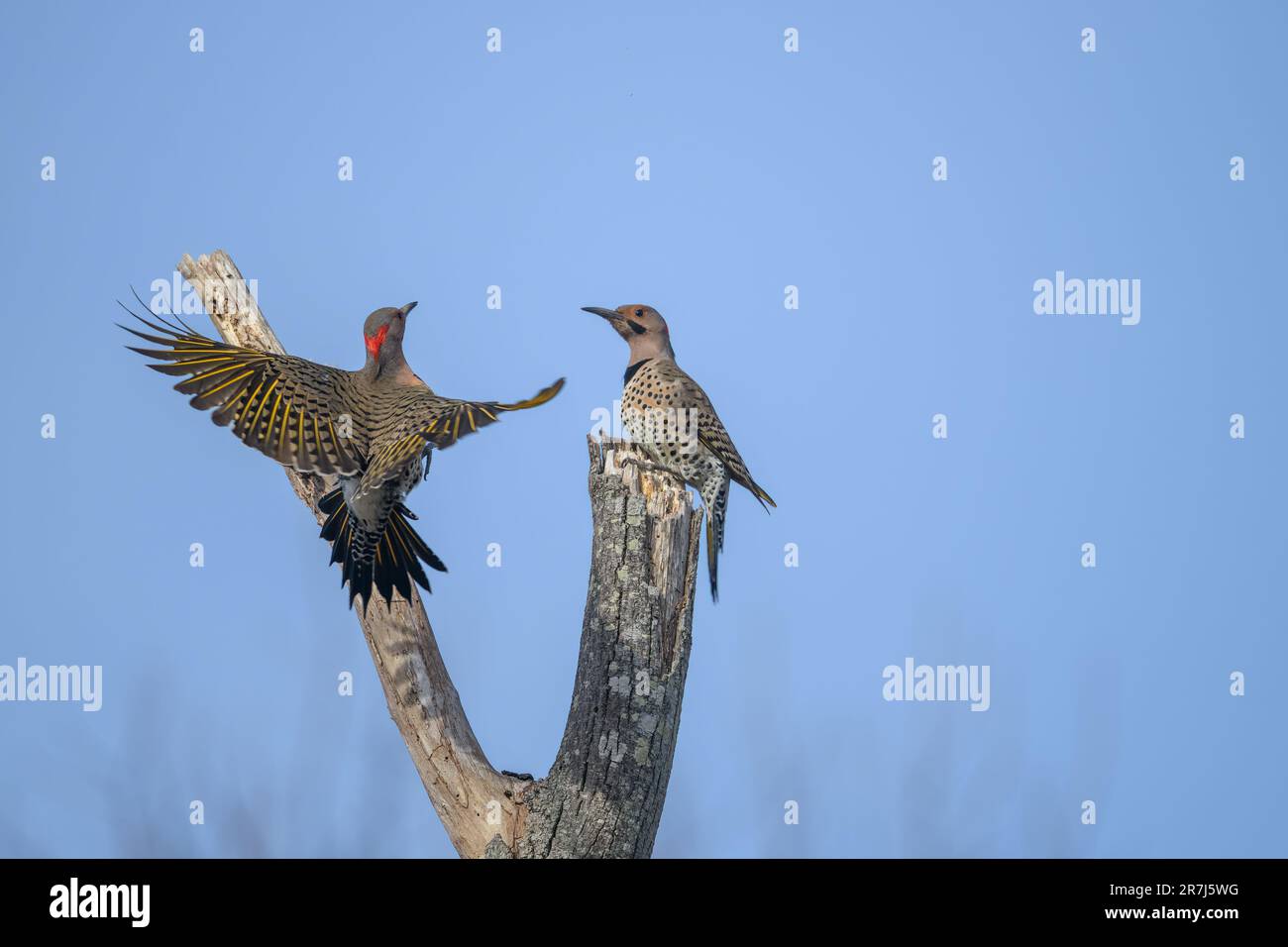 Two Northern Flicker birds perched atop a tree in Harkness State Park ...