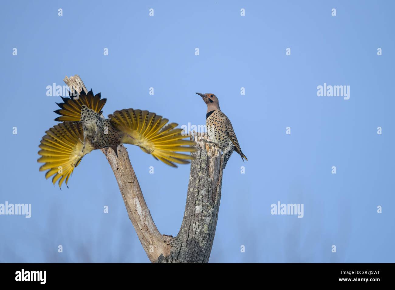 Two Northern Flicker birds perched atop a tree in Harkness State Park ...