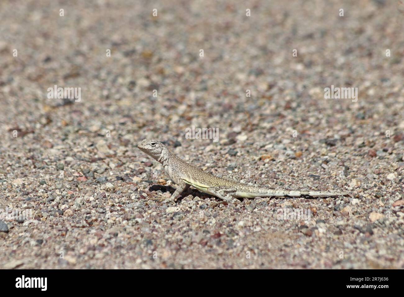 Western Zebra-tailed Lizard (Callisaurus draconoides rhodostictus) in ...