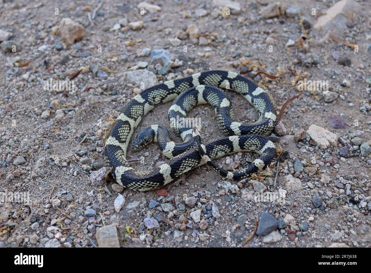 Long-nosed Snake (Rhinocheilus lecontei) in Arizona Stock Photo - Alamy