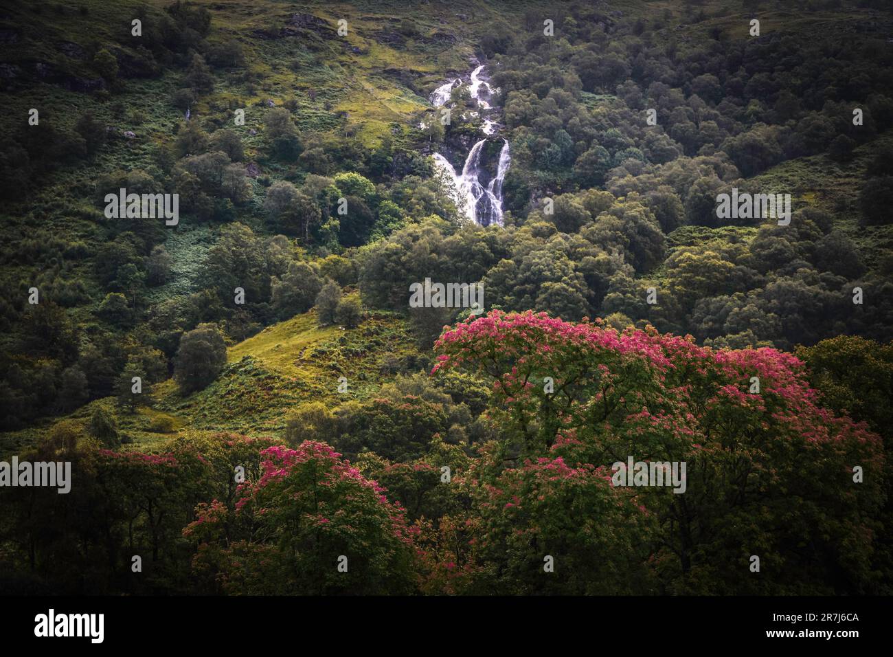 Scottish forests and woods hi-res stock photography and images - Alamy