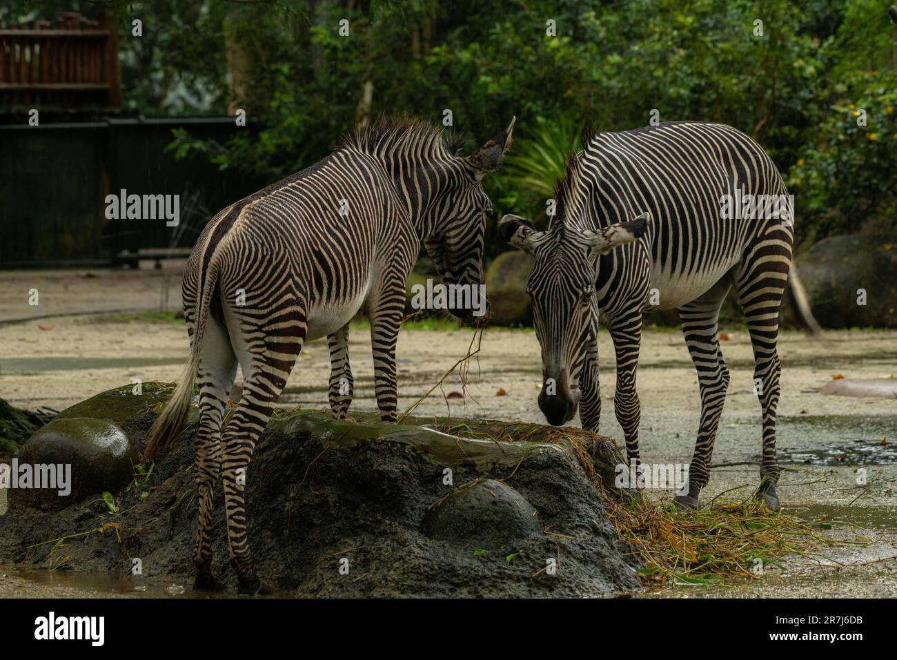 Beautiful zebra animals are eating grass, mother and child zebras are ...