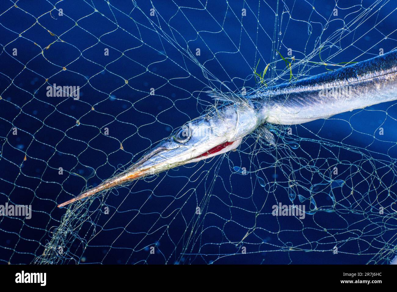 Rerik, Germany. 31st May, 2023. Fisherman Maik Never from Rerik pulls a ...