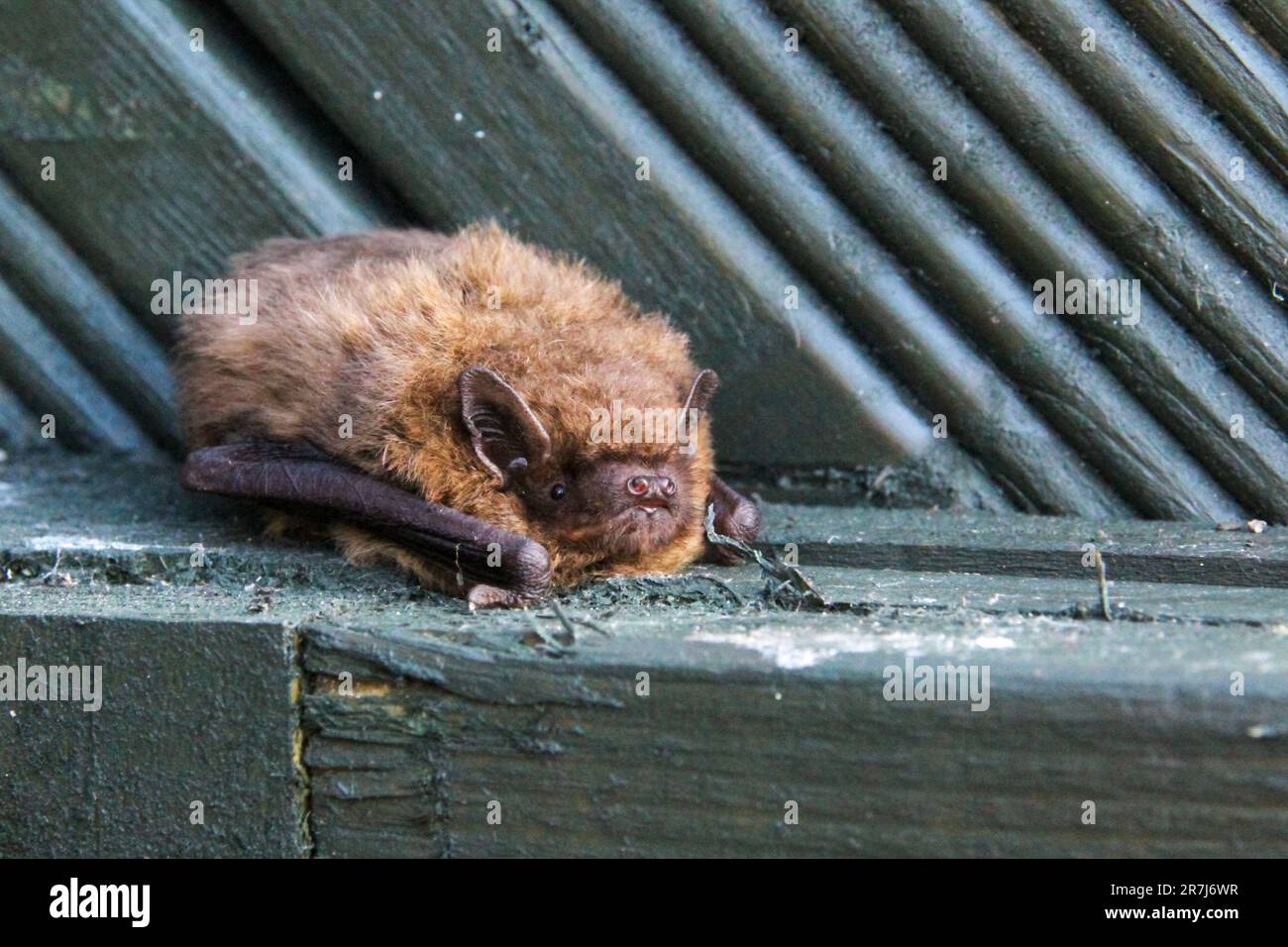 A brown bat resting on a concrete step near a metal fence in a peaceful ...