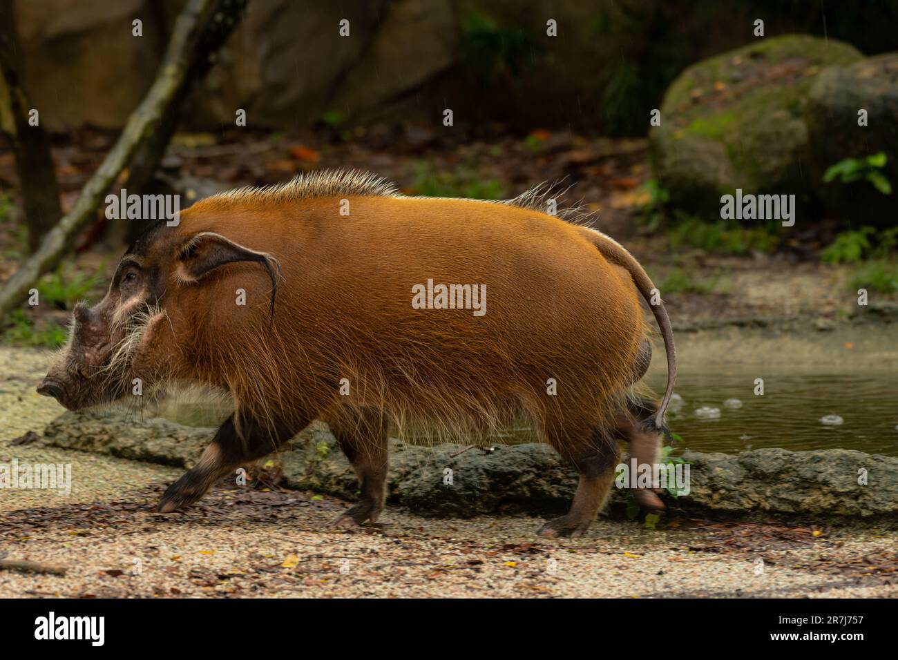 Red river hog, Potamochoerus porcus, also known as the bush pig. Close ...