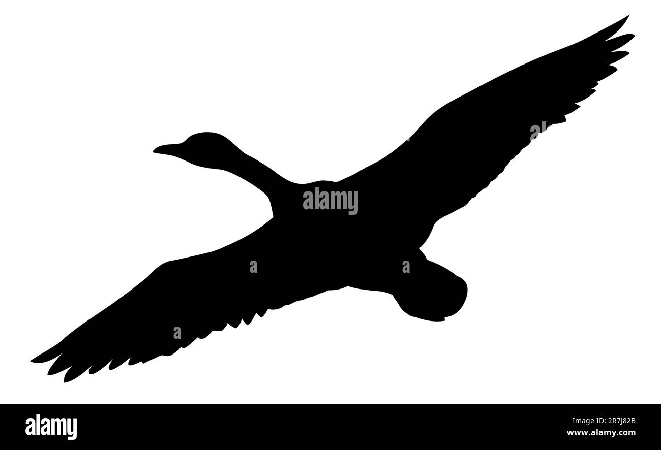 vector silhouette flying ducks on white background Stock Vector Image ...