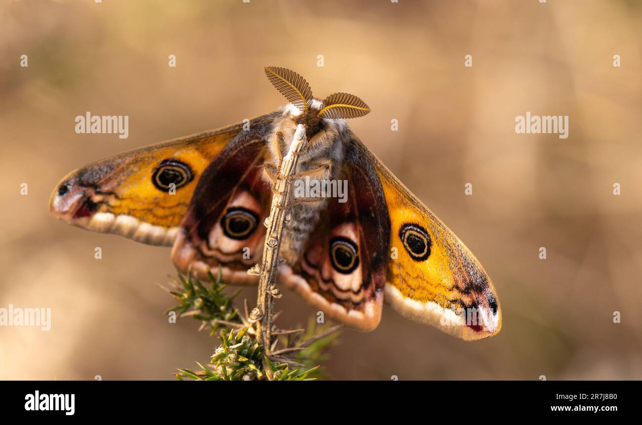 Emperor moth plant hi-res stock photography and images - Alamy