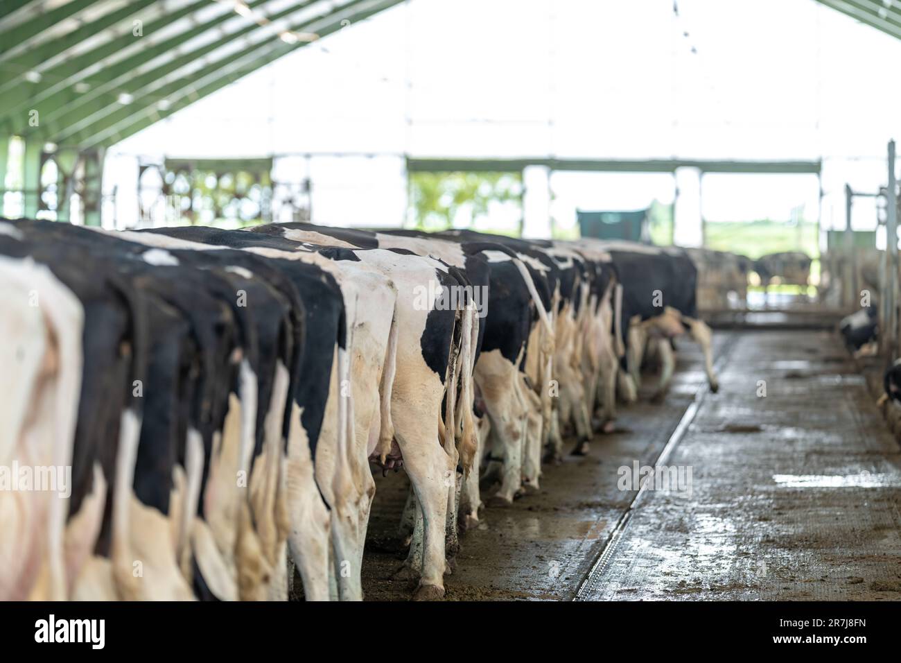 Cow feeding process in farm hi-res stock photography and images - Alamy
