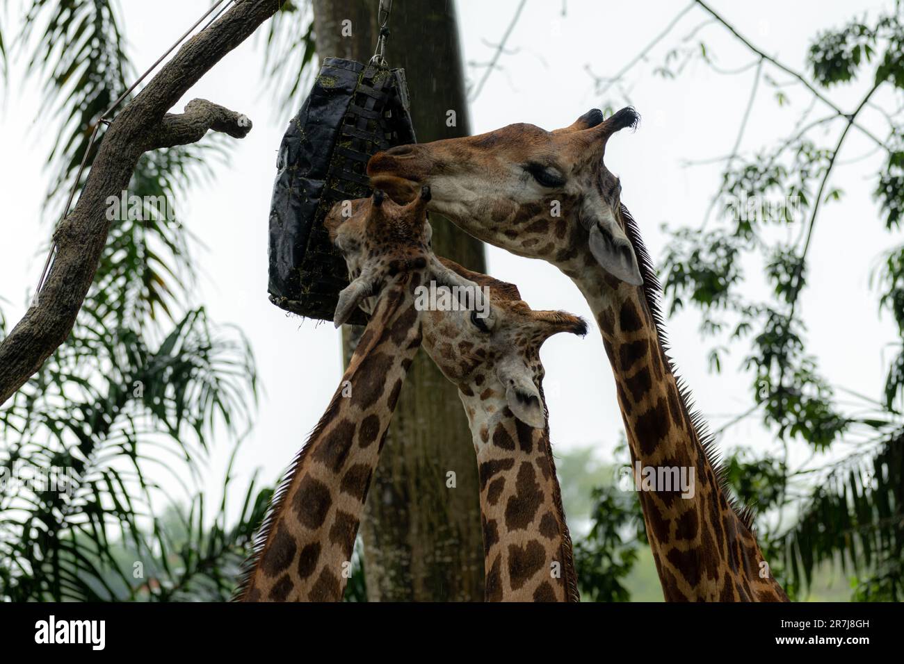 Giraffe in park eating the grass - animal background, jungle Stock ...