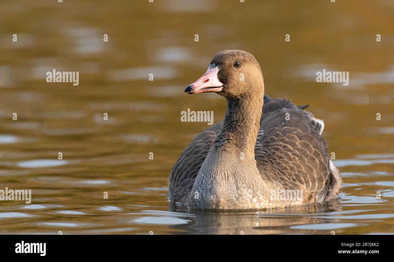 A White-fronted Goose swimming in water Stock Photo - Alamy