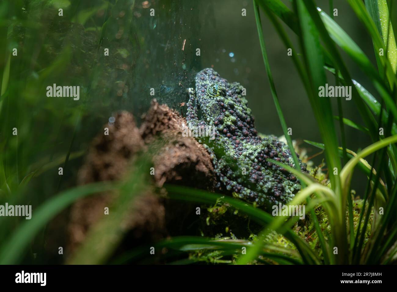 Theloderma corticale (Vietnamese mossy frog) on moss, Mossy tree frog ...