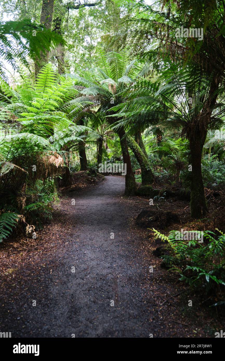 A scenic pathway surrounded by lush vegetation Stock Photo - Alamy