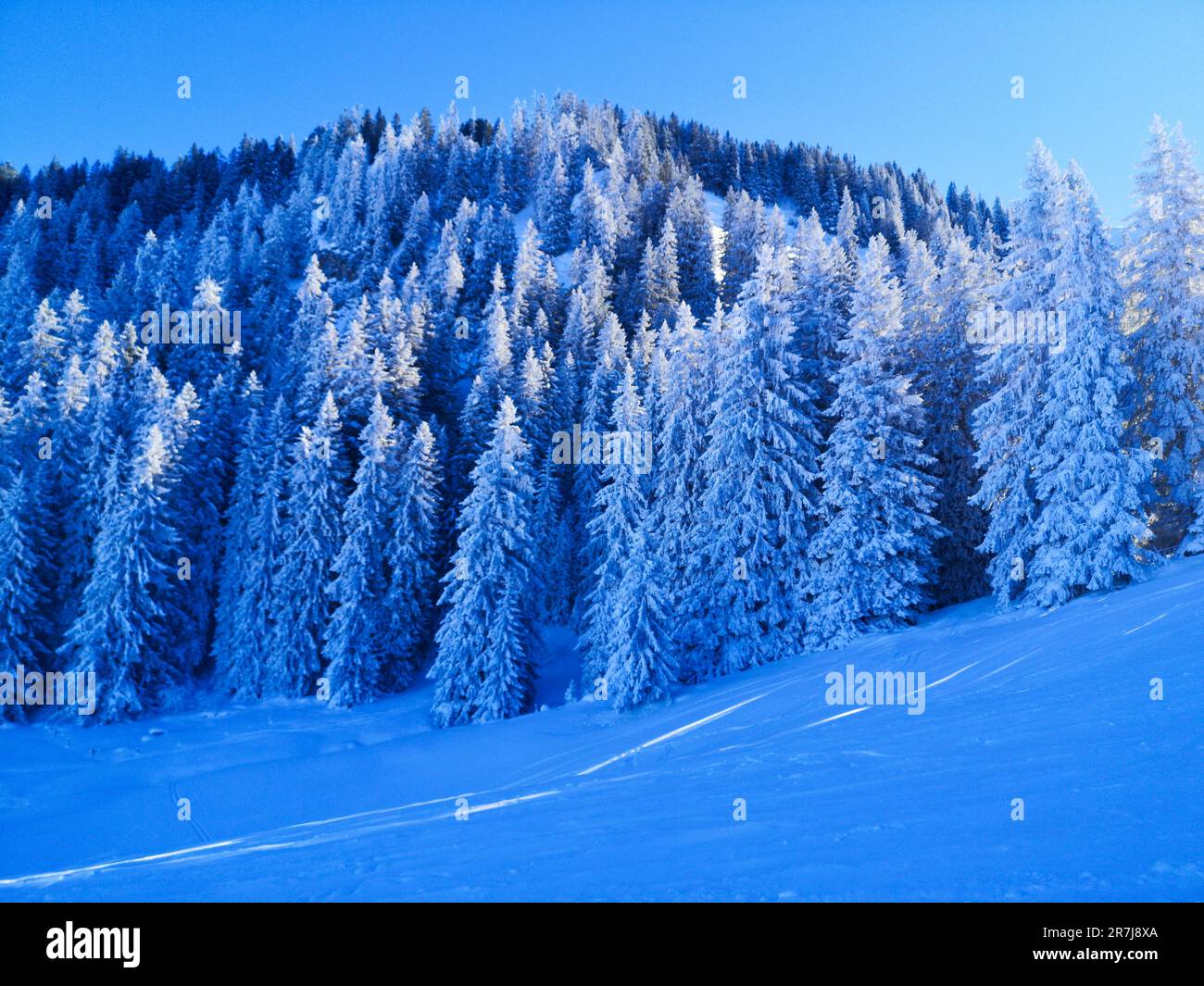 Wonderful frozen Trees in the Swiss Alps in Winter in the Region of ...