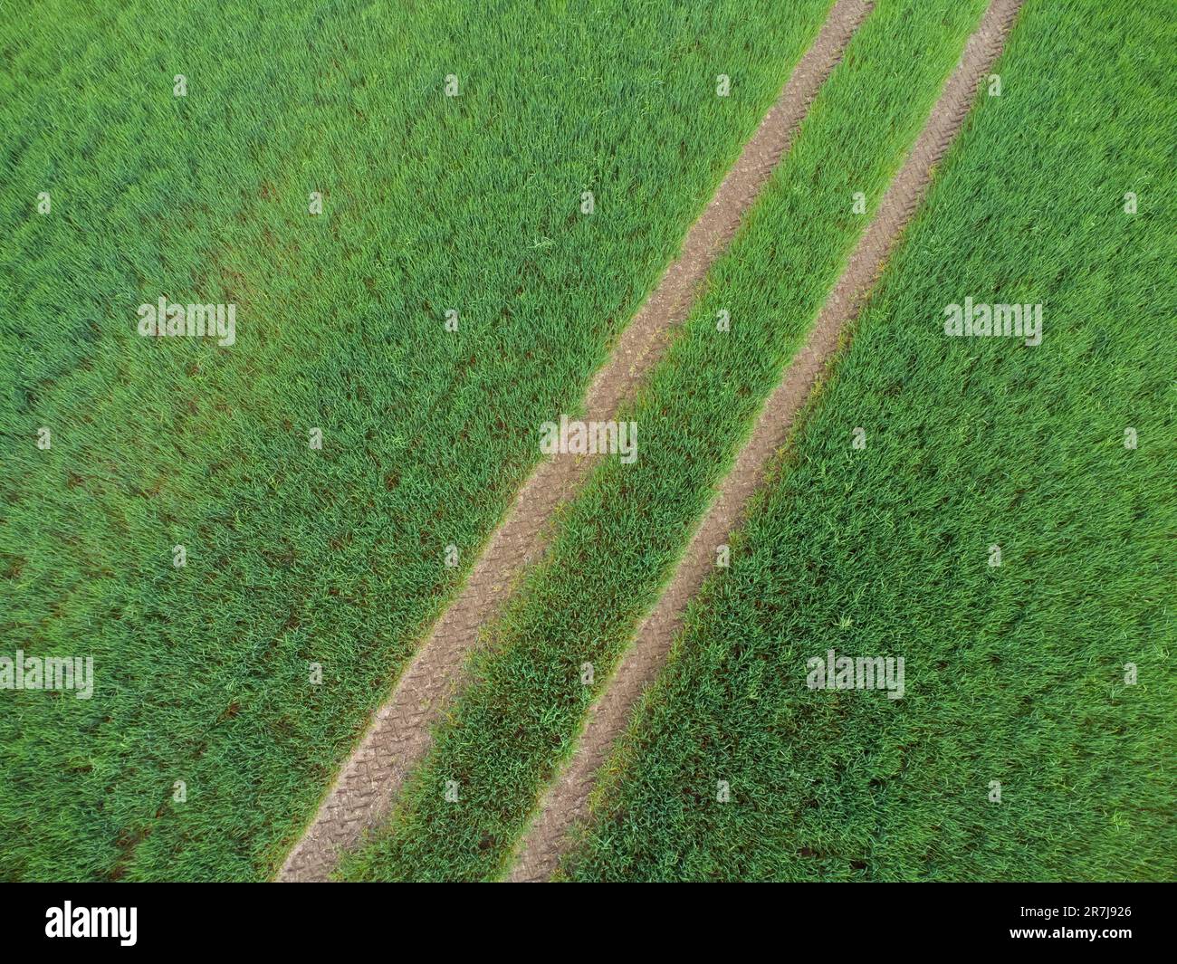 Aerial view of tractor tracks in a green wheat field for natural ...