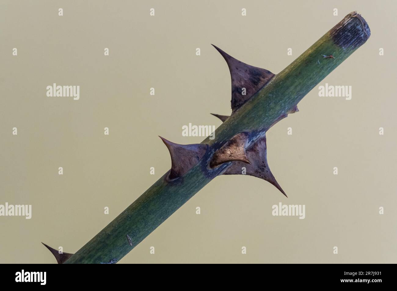Budding thorn hi-res stock photography and images - Alamy