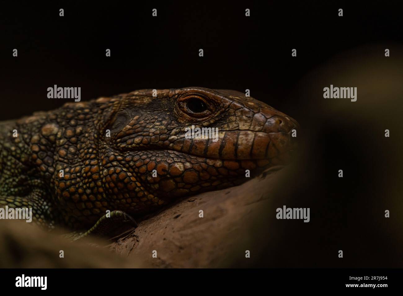 Northern caiman lizard dracaena guianensis hi-res stock photography and ...