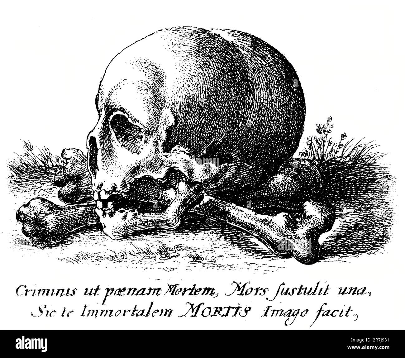 Skull and human bones, Historical, digitally restored reproduction from ...