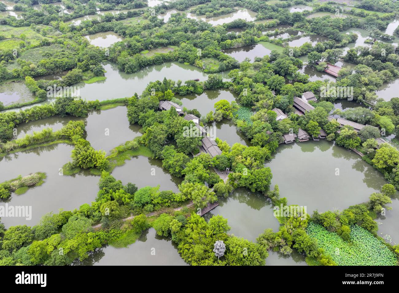Aerial photo shows the summer scenery of Xixi National Wetland Park in ...