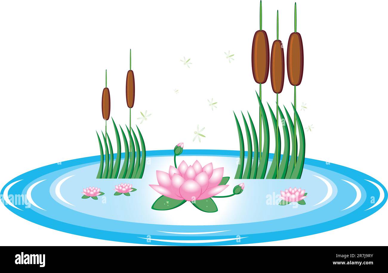 Pond with lily and water reeds. Illustration on white background Stock Vector Image & Art - Alamy