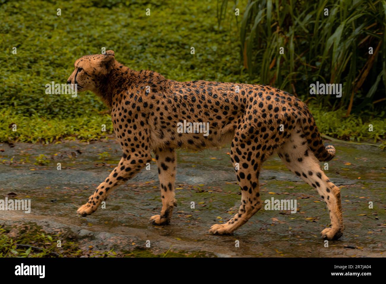 Detail cheetah walking on green background. Detail cheetah. Feline on ...