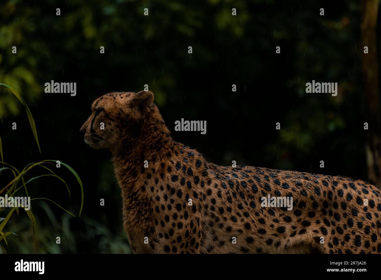 Cheetah portrait illustration hi-res stock photography and images - Alamy