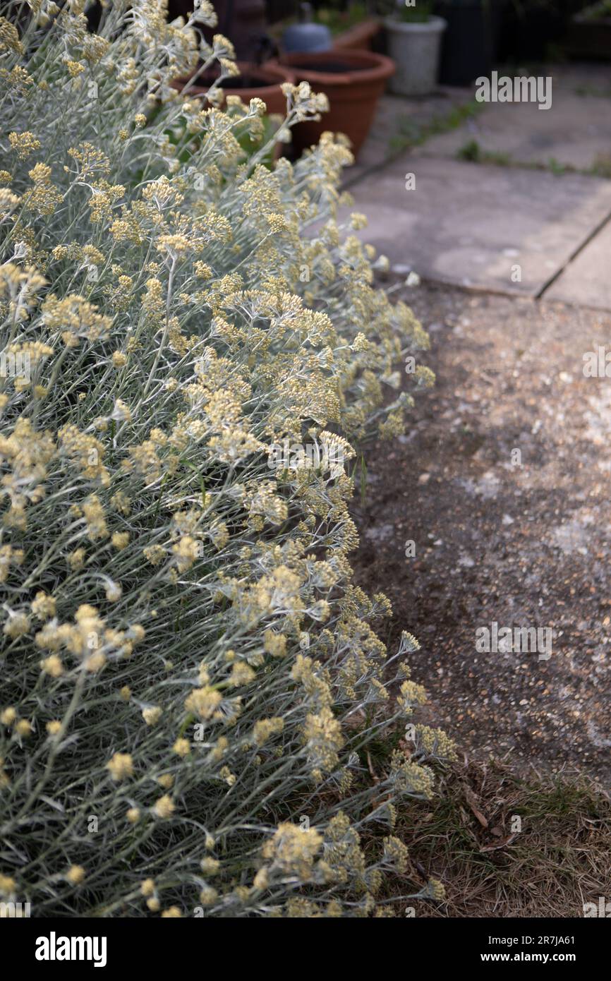 Italian helichrysum hi-res stock photography and images - Alamy